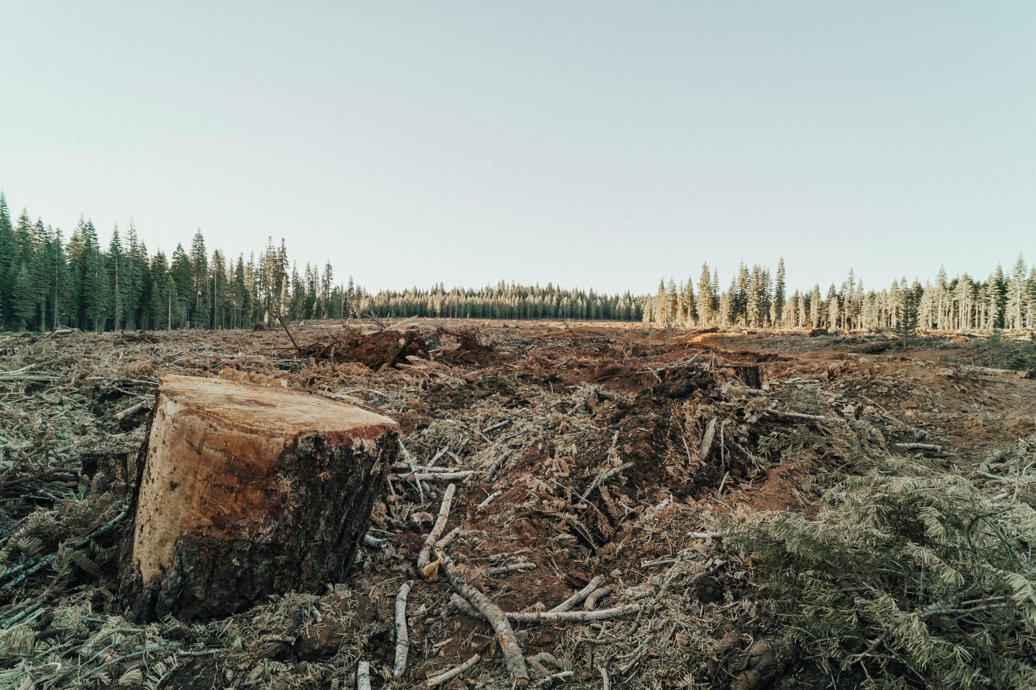 EUDR FAQ: Key Questions About the EU Deforestation Regulation