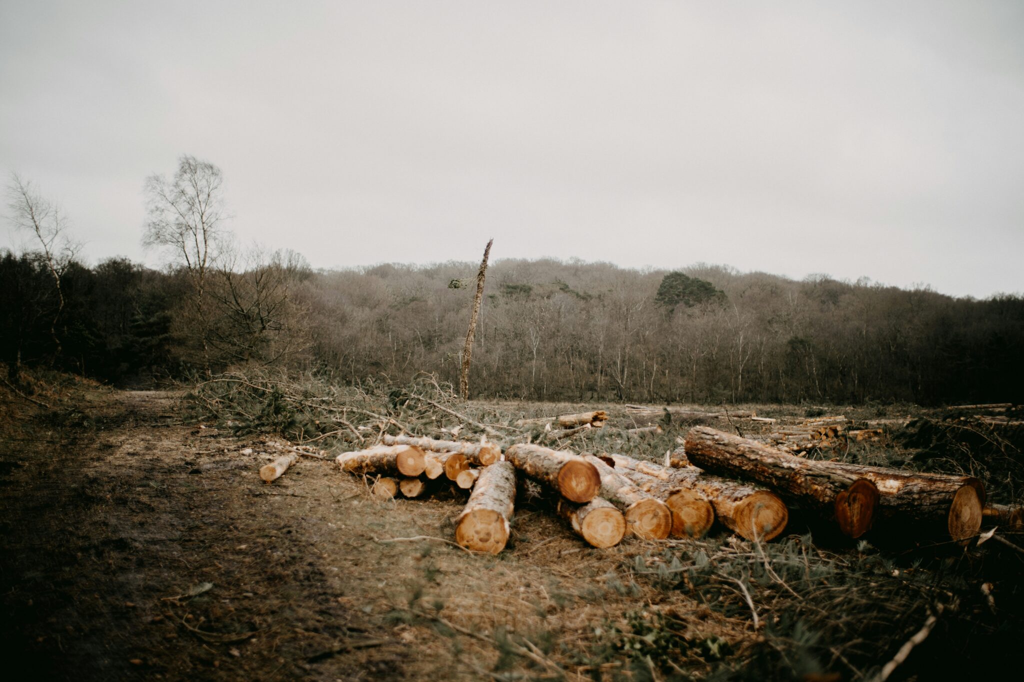 Main Causes of Deforestation Around the World