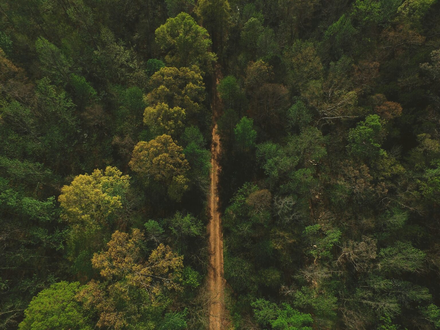 Remote Sensing for Deforestation Monitoring